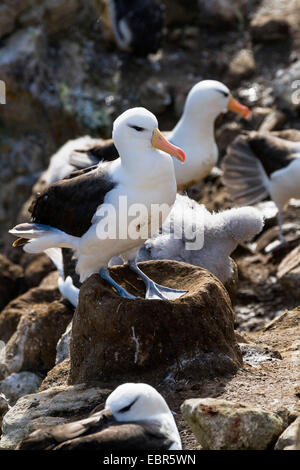Black-browed Albatross - with squab / Thalassarche melanophrys Stock ...