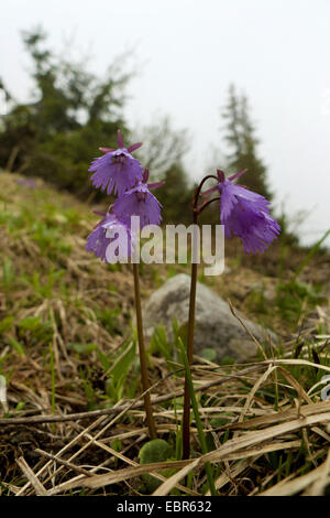 Closeup of alpine snowbells (Soldanella alpina, Primulaceae) in the ...
