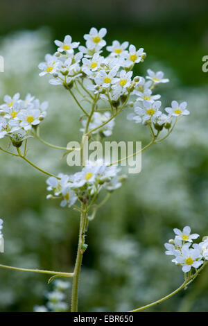 Encrusted Saxifrage, Silver Saxifrage (Saxifraga hostii), blooming ...