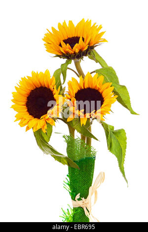 yellow sunflowers on background of old brown fence Stock Photo - Alamy