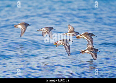 Purple sandpiper (Calidris maritima) flying over the sea, Duene ...