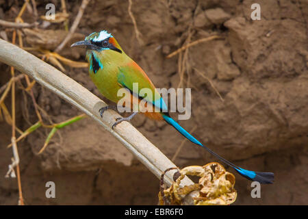 Turquoise-browed Motmot (Eumomota superciliosa) of Costa Rica Stock ...
