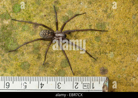 A closeup of a Giant spider on hand Stock Photo - Alamy