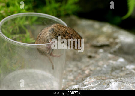 European Pine Vole (Microtus subterraneus Stock Photo - Alamy