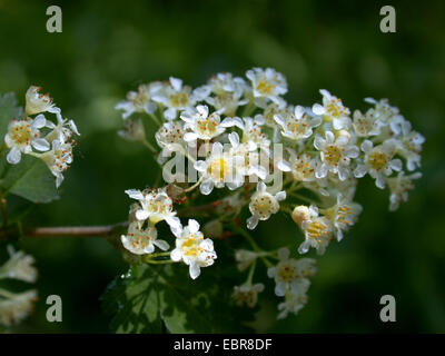 Cutleaf stephanandra, lace shrub (Stephanandra incisa), leaf Stock ...