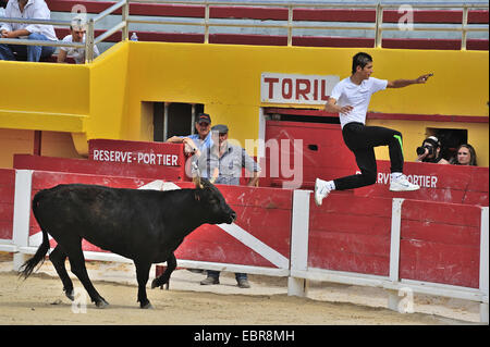 Black Fighting Bull (Bos primigenius, Bos taurus) on a meadow Stock ...
