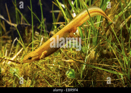 A female Smooth Newt ( Triturus vulgaris ) swimming in an aquarium in ...