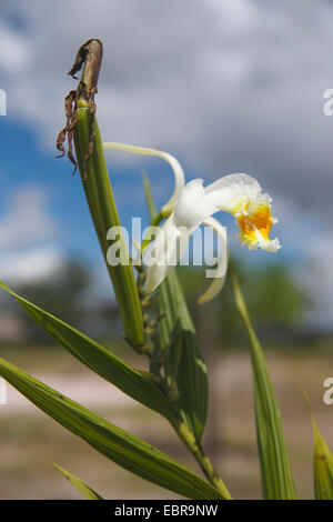 Venezuelan national flower orchid Stock Photo - Alamy