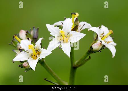 Deer-cabbage (Nephrophyllidium crista-galli Stock Photo - Alamy