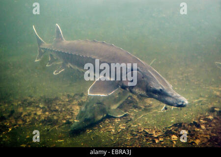 Atlantic sturgeon (Acipenser oxyrinchus, Acipenser oxyrhynchus ...