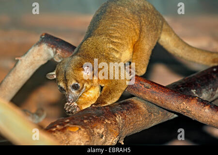 kinkajou, honey bear (Potos flavus), single animal before jump Stock ...