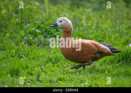 Horizontal view of a Ruddy Shelduck walking along a pond edge. Perfect ...