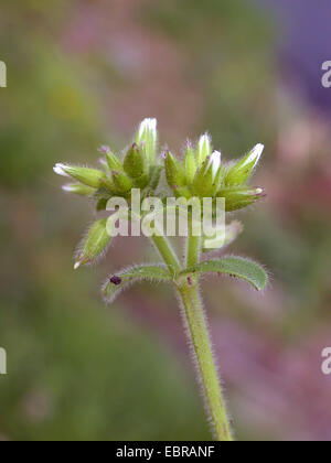 Sticky Chickweed, Cerastium glomeratum Stock Photo - Alamy
