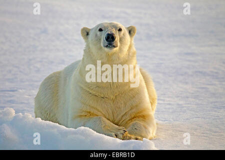a polar bear lies full length on an icy glacier with its paws in the ...