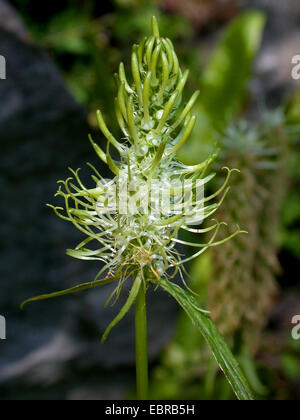 Spiked Rampion (Phyteuma spicatum) close-up of flowerspike, with Wood ...