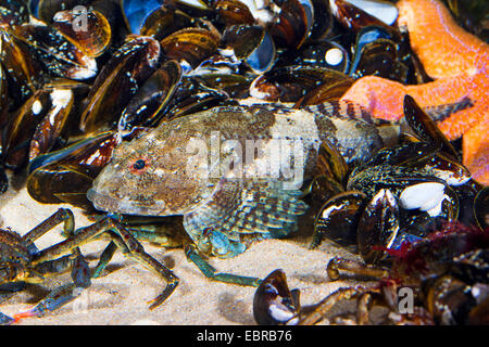 Father Lasher, shorthorn sculpin, bull rout, bull-rout, short-spined ...