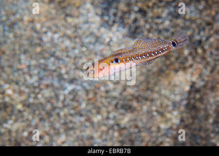 Two spotted Goby (Gobiusculus flavescens) near Laminaria Stock Photo ...