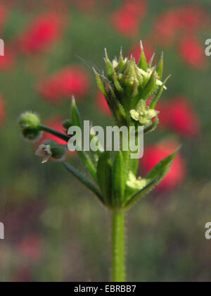 False cleavers, Marin county bedstraw (Galium spurium), fruits, Poland ...
