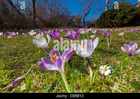 crocus (Crocus spec.), blooming crocuses in a meadow in backlight ...