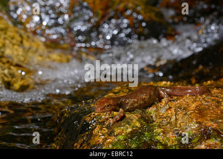 Corsian brook salamander, Corsican mountain newt (Euproctus montanus ...