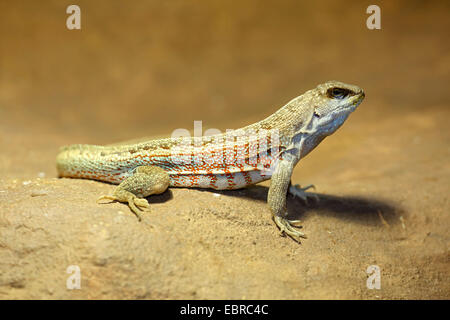 Red-sided curlytail lizard, Haitian curly-tail (Leiocephalus ...
