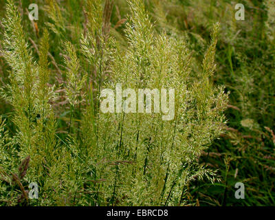 yellow oat-grass, yellow oats (Trisetum flavescens), inflorescence ...