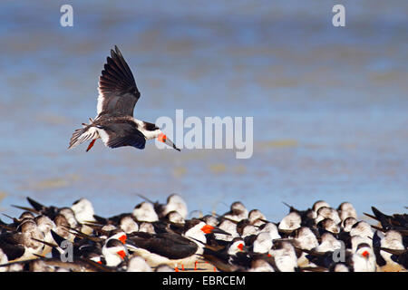 A Flock of Black Skimmers fly over the water in the golden morning ...