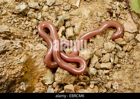 European blind snake, Greek blind snake, worm snake (Typhlops ...