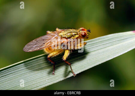 Golden dung flies, Scathophaga stercoraria, male guarding female while ...