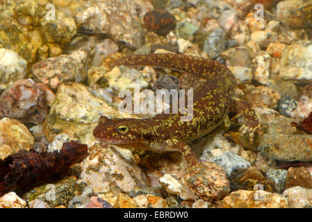 Corsian brook salamander, Corsican mountain newt (Euproctus montanus ...