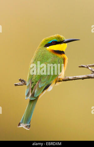 A little bee-eater sitting on termite moun, Botswana Okavango delta ...