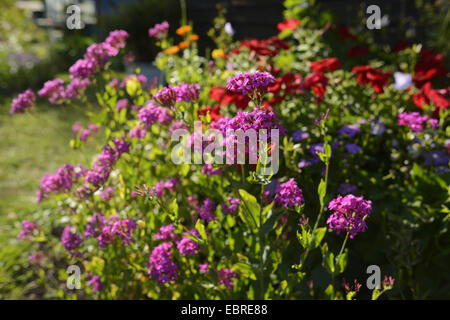 Colorful garden flowers of petunias, sweet potato vine and roses on a ...
