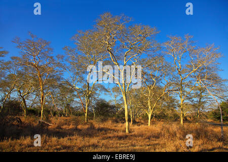 Fever Tree, Acacia xanthophloea, Fabaceae, South Africa Stock Photo - Alamy