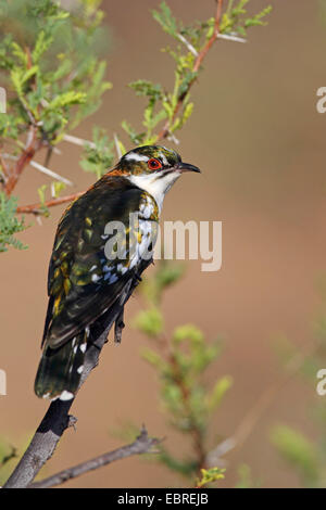 Diederik cuckoo (Chrysococcyx caprius) from Berg-en-Dal, Kruger NP ...