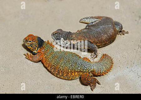 Spiny tailed lizard (Uromastyx aegyptia microlepis) Oman, January Stock ...