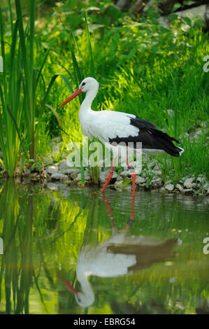 White stork reflected in water with green palm trees on an island Stock ...