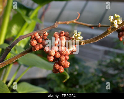 Japanese Maesa (Maesa japonica), with fruits Stock Photo - Alamy