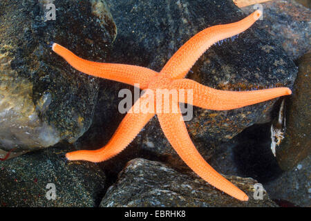 Rosy Starfish (Stichastrella rosea, Asteracanthion rosea, Asterias ...