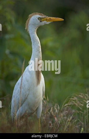 Birds, Bird Cattle Egrets on hydrophytes, Rankala Lake, Kolhapur ...