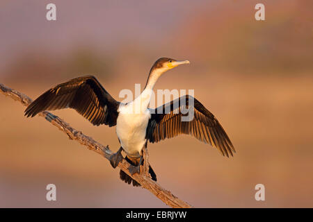 bird sits on a branch Stock Photo - Alamy