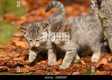 Two European wildcat kittens in Bavarian Forest National Park, Germany ...