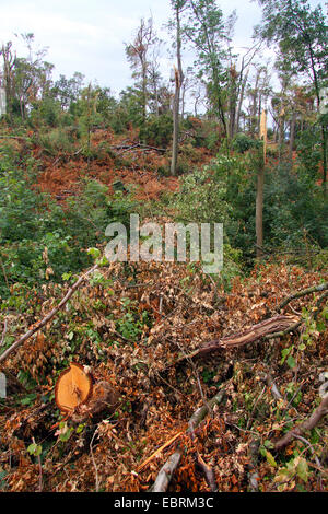 Broken trees in the forest after bombing or shelling Stock Photo - Alamy