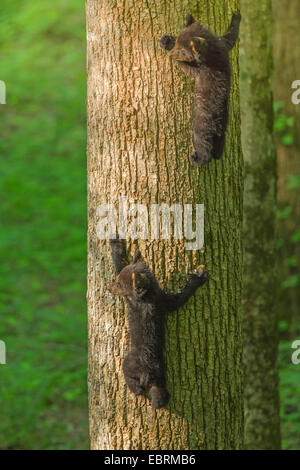 Black bear (Ursus americanus), two cub climbing on tree trunk Stock ...