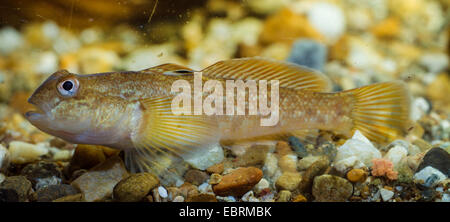 Closeup of pebbles on the ground under the sunlight with a blurry ...