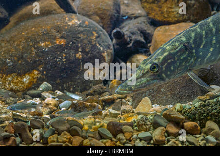 pike, northern pike (Esox lucius), with prey fishes in the background ...