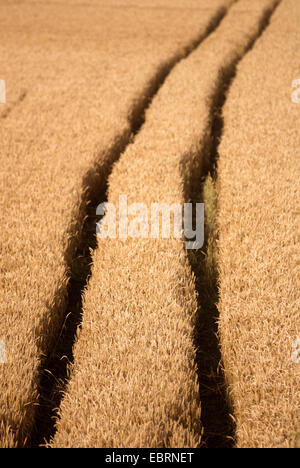 A corn field ripe for harvest with tracks and dramatic summer sky in ...