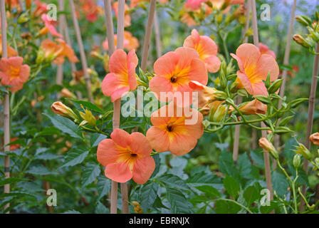 Chinese trumpet creeper flowers bloom at Zhuijin Tower in Daguanyuan ...