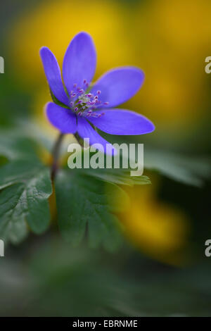 Hepatica nobilis, Liverleaf Hepatica, Ranunculaceae. Wild plant shot in ...