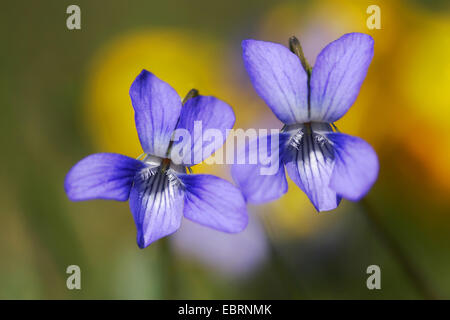 Closeup of two Viola odorata flowers blooming in the garden Stock Photo ...