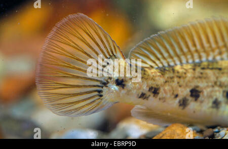 Round goby freshwater fish is an invasive species found in the Great ...